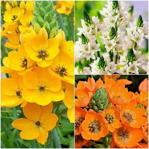 Buy Flower Bulb's Packs online from Nurserylive at lowest price.