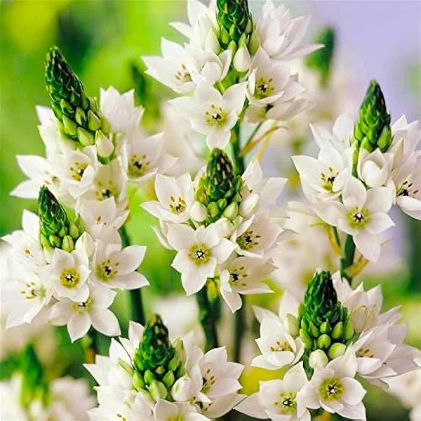 Buy Chincherinchee, Ornithogalum (Cream) -Bulbs online from Nurserylive ...