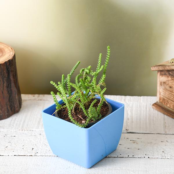 Buy Crassula Princess Pine - Succulent Plant online from Nurserylive at ...