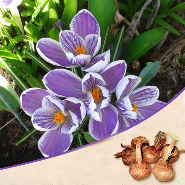 Buy Crocus King of Strips (Purple) - Bulbs (set of 5) online from ...