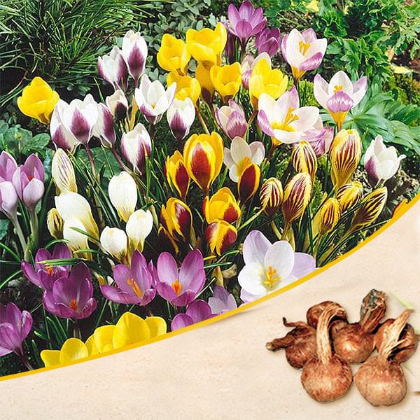 Buy Crocus (Random Color) - Bulbs online from Nurserylive at lowest price.