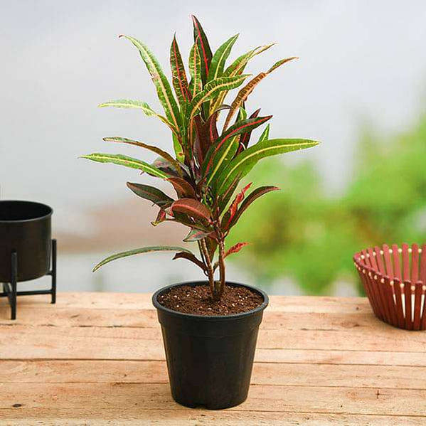 Buy Croton Plants online from Nurserylive at lowest price.