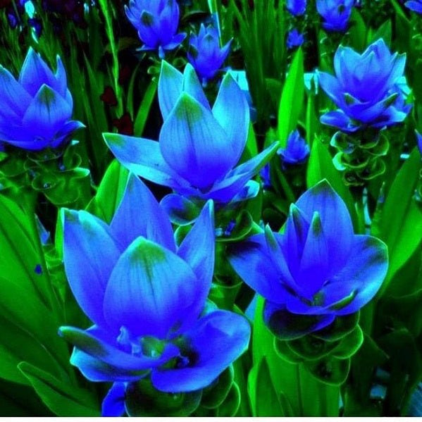 Buy Blue Flower Bulbs online from Nurserylive at lowest price.