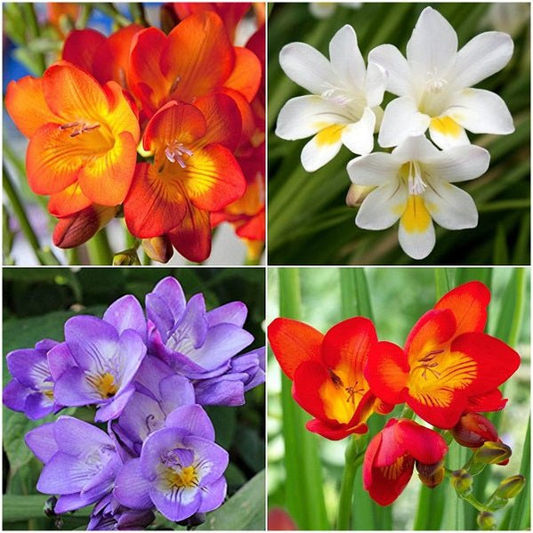 Buy Flower Bulb's Packs online from Nurserylive at lowest price.