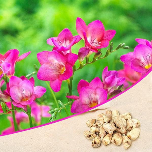 Buy Pink Flower Bulbs online from Nurserylive at lowest price.