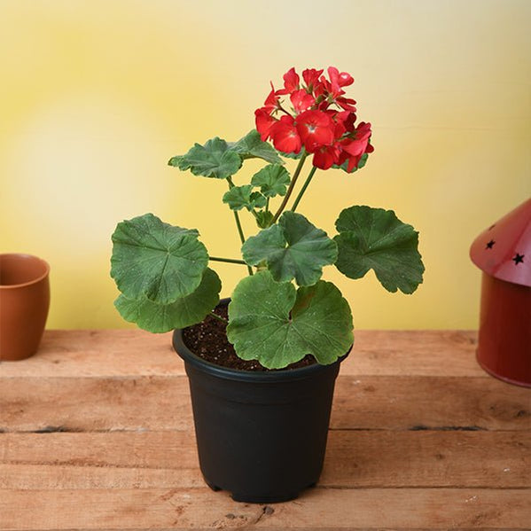 Buy Geranium Plants online from Nurserylive at lowest price.