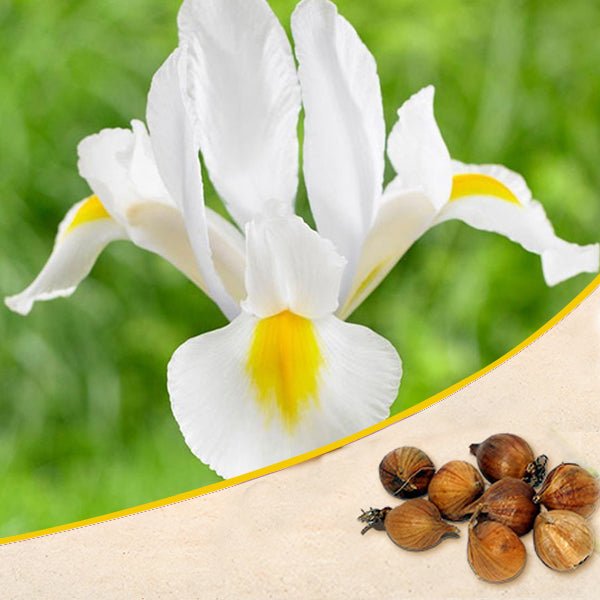 Buy Iris Apollo (White, Yellow) - Bulbs (set of 5) online from ...