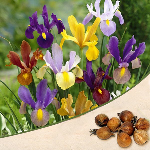 Buy Iris (Random Color) - Bulbs online from Nurserylive at lowest price.
