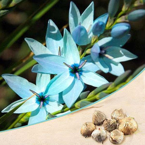 Buy Ixia (Blue) - Bulbs (set of 5) online from Nurserylive at lowest price.