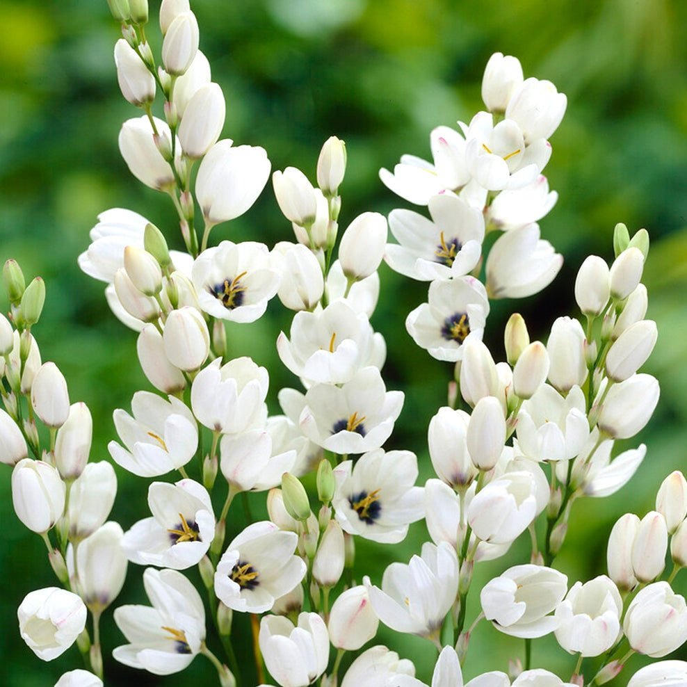 Buy Ixia Mabel (White) - Bulbs online from Nurserylive at lowest price.