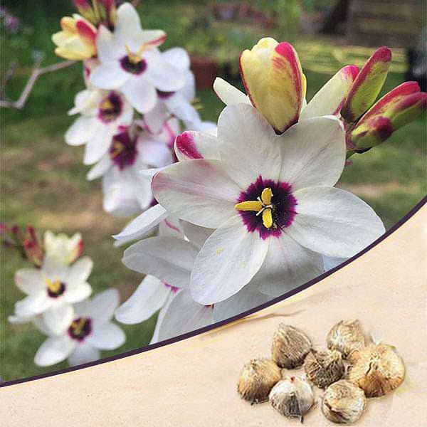 Buy Ixia Spotlight (White) - Bulbs (set of 5) online from Nurserylive ...