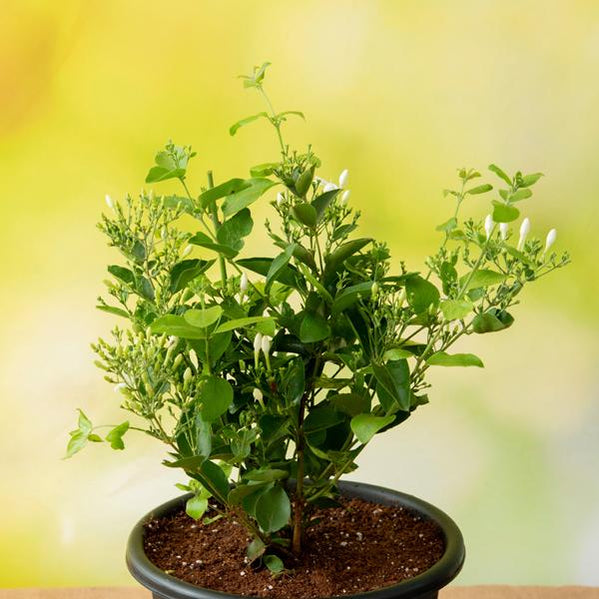 Buy Aromatic Fragrant Plants online from Nurserylive at lowest price.