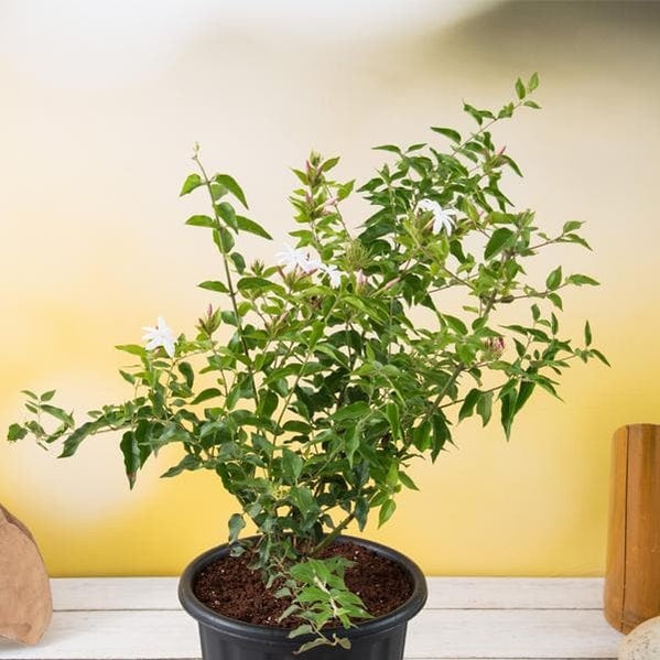 Buy Chameli Flower online from Nurserylive at lowest price.