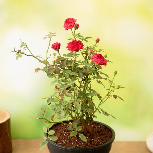 Buy Button Rose online from Nurserylive at lowest price.