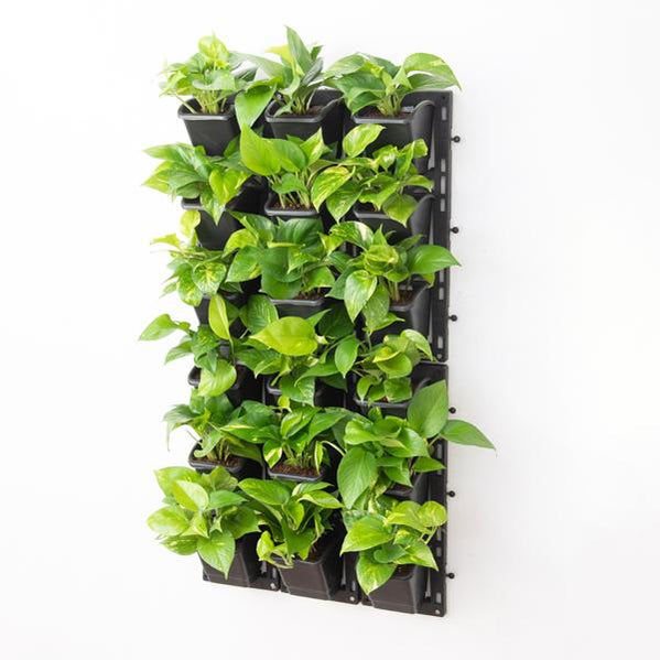 The Top 10 Useful Plants for Home - Why Do You Need Them? | Nurserylive