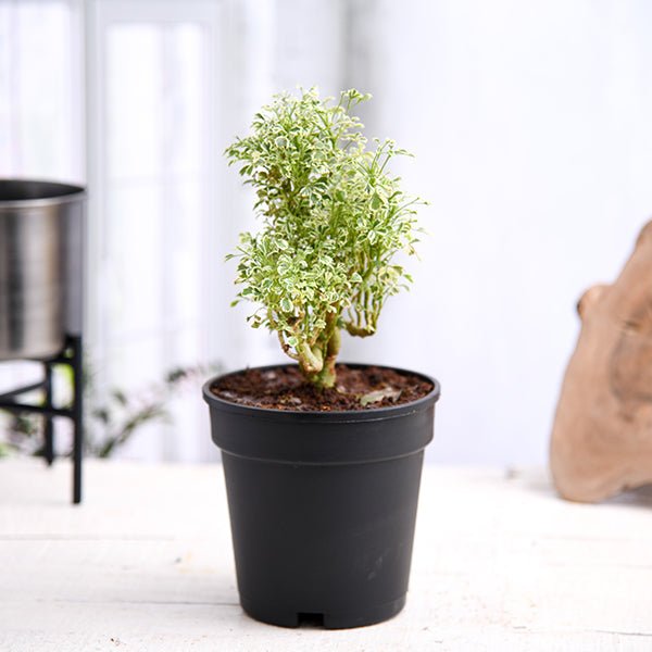 Buy Aralia Miniature White - Plant online from Nurserylive at lowest price.