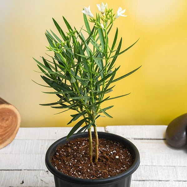 Buy Kaner Plants online from Nurserylive at lowest price.