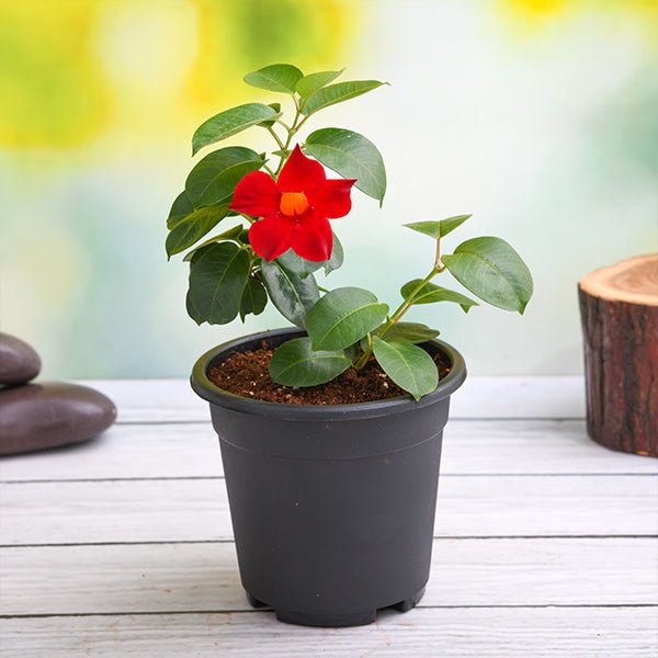 Buy Mandevilla (Red) - Plant online from Nurserylive at lowest price.