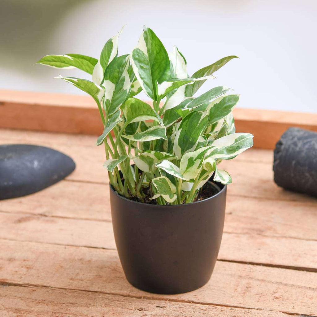 Buy Vines online from Nurserylive at lowest price.