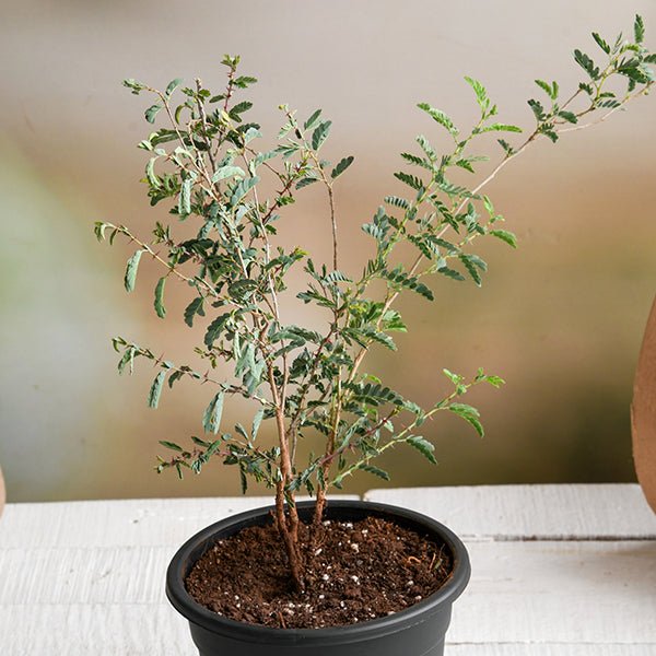 Buy Tree of Rajasthan, Shami - Plant online from Nurserylive at lowest ...