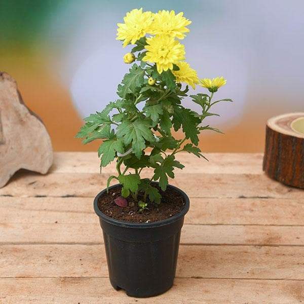 Buy Shevanti, Chrysanthemum (Any Color) Plant in 5 inch Pot online from ...