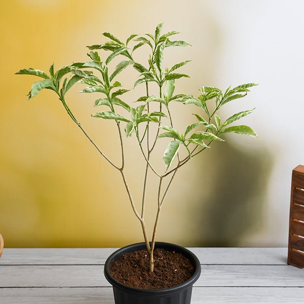 Buy Tagar Variegated - Plant online from Nurserylive at lowest price.