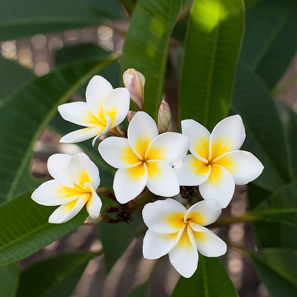 Buy Plumeria Champa Plants online from Nurserylive at lowest price.