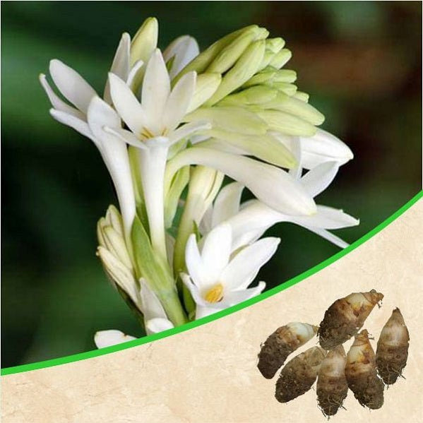 Buy Rajnigandha, Tuberose - Bulbs (set of 10) online from Nurserylive ...