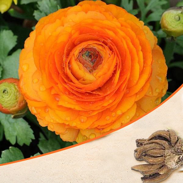 Buy Ranunculus (Orange) - Bulbs online from Nurserylive at lowest price.