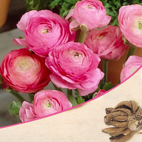 Buy Ranunculus (Pink) - Bulbs (set of 5) online from Nurserylive at ...