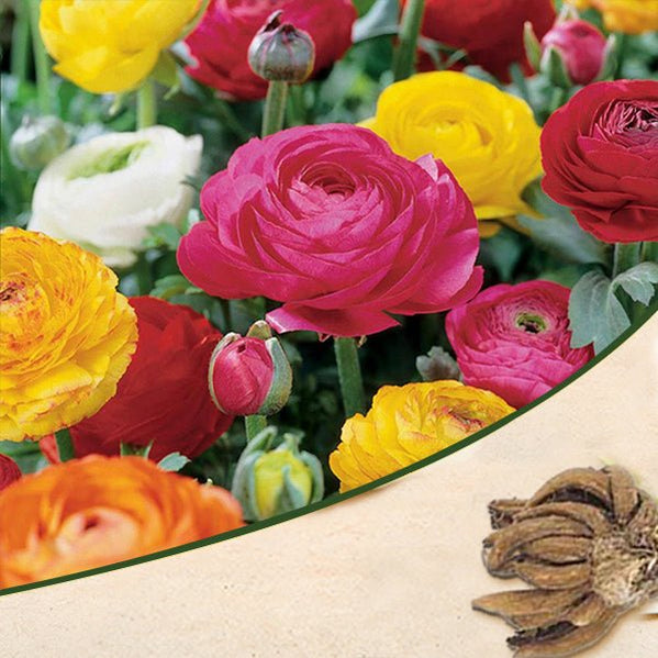 Buy Ranunculus Flower Bulbs online from Nurserylive at lowest price.