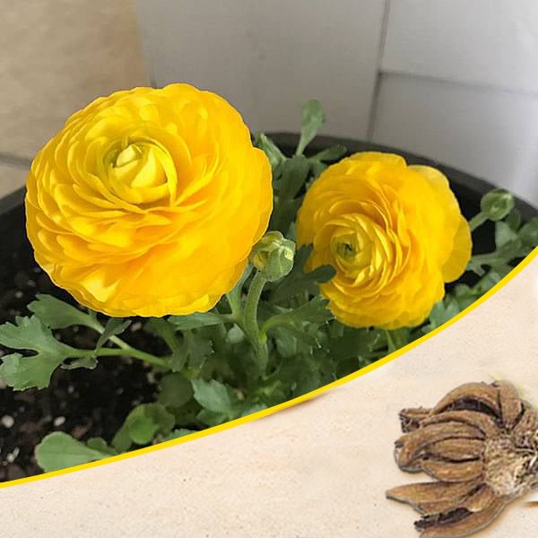 Buy Ranunculus (Yellow) - Bulbs (set of 5) online from Nurserylive at ...