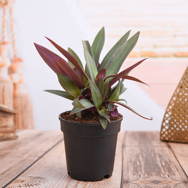 Buy Rhoeo Plants online from Nurserylive at lowest price.