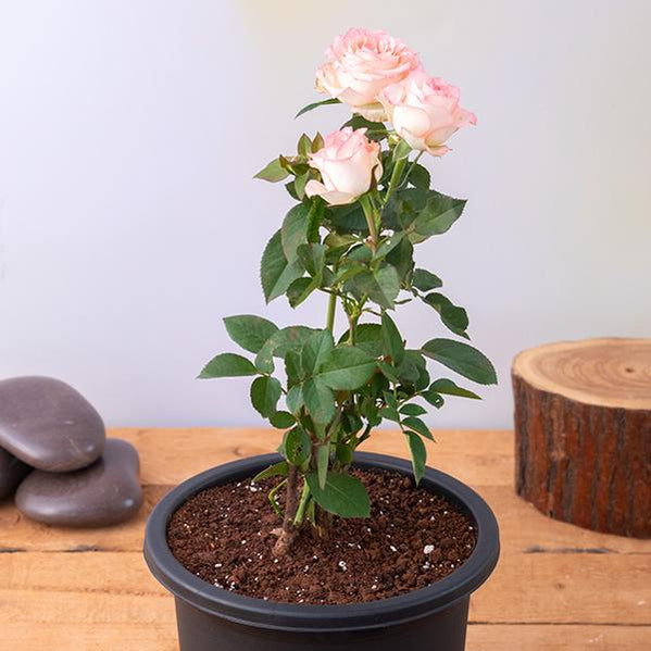 Buy Rose Plants online from Nurserylive at lowest price.