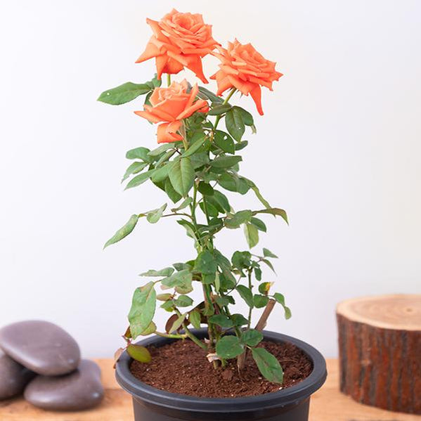 Buy Rose Plants online from Nurserylive at lowest price.