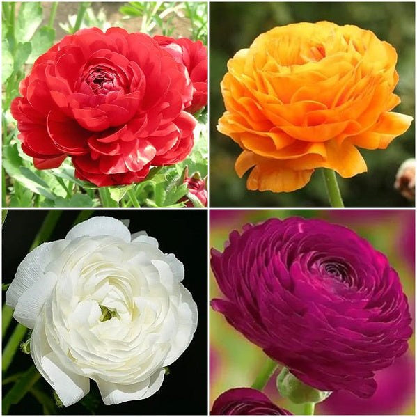 Buy Ranunculus Flower Bulbs online from Nurserylive at lowest price.