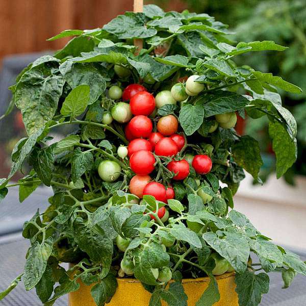 Buy Set of 12 Best Seeds for Kitchen Gardening online from Nurserylive ...