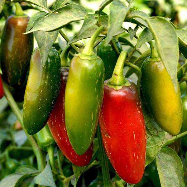 Buy Set of 19 Best Chili Vegetable Seeds online from Nurserylive at ...