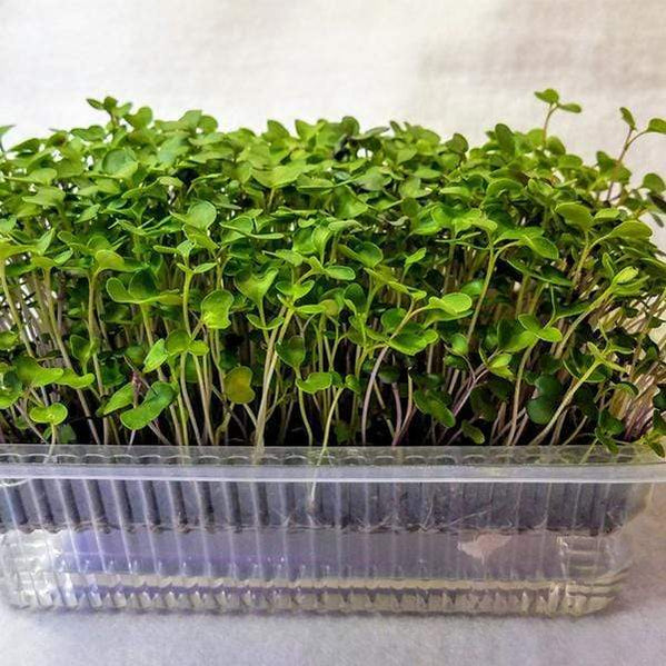 Buy Microgreen Seeds online from Nurserylive at lowest price.