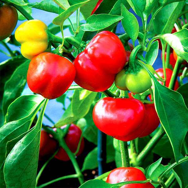 Buy Set of 9 Colorful Capsicum Vegetable Seeds online from Nurserylive ...