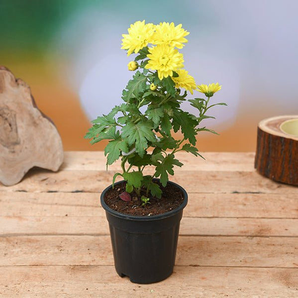 Buy Chrysanthemum Plants online from Nurserylive at lowest price.