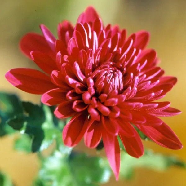 Buy Shevanti, Chrysanthemum (Red) - Plant online from Nurserylive at ...