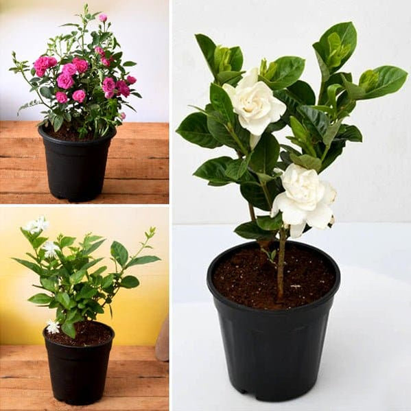 Buy Jasmine Plants online from Nurserylive at lowest price.
