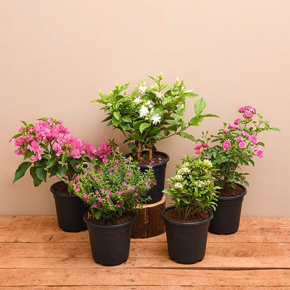 Buy Rose Plants online from Nurserylive at lowest price.