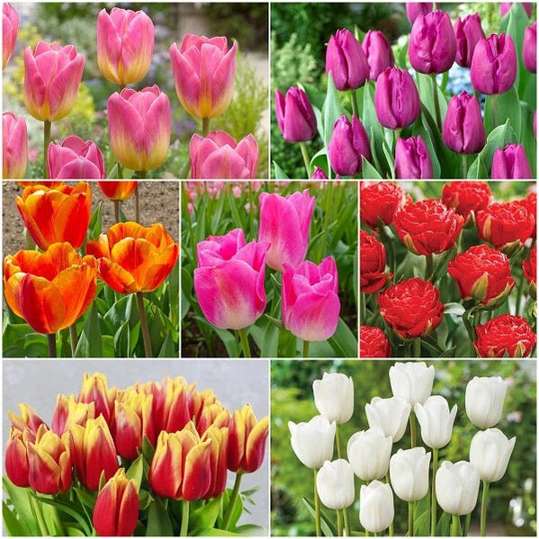 Buy Tulip Flower Bulbs online from Nurserylive at lowest price.