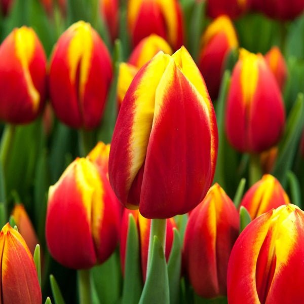 Buy Tulip Dow Jones (Red, Yellow) - Bulbs online from Nurserylive at ...