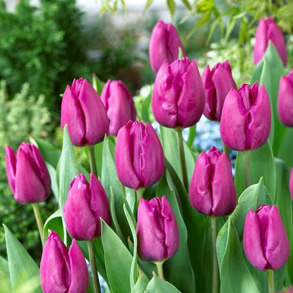 Buy Tulip Purple Raven (Purple) - Bulbs online from Nurserylive at ...