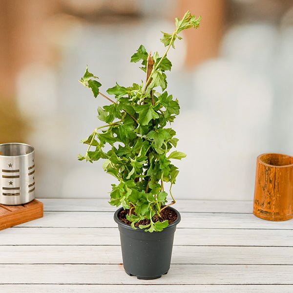 Buy Wedelia, Sphagneticola Trilobata - Plant online from Nurserylive at ...