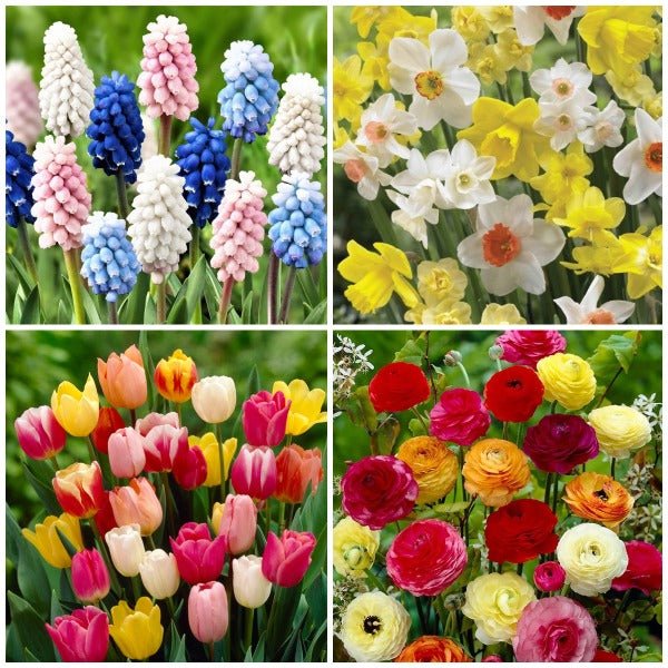 Buy Wow Winter Bulbs (12 Bulbs Pack) online from Nurserylive at lowest ...