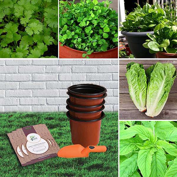 Buy Basic Seed Kit for Gardening - Kitchen Garden Pack online from ...